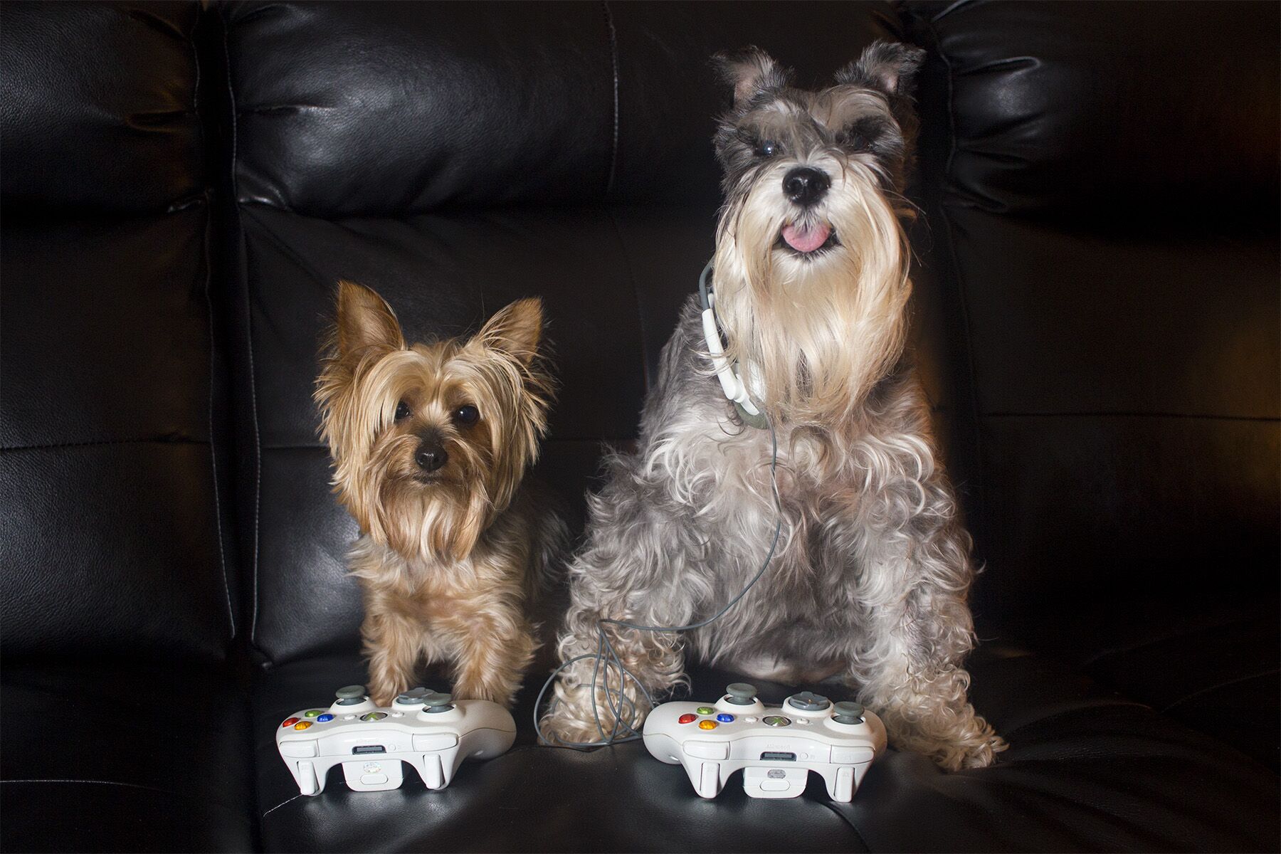 REVIEW / Cleverpet dog game console - That VideoGame Blog